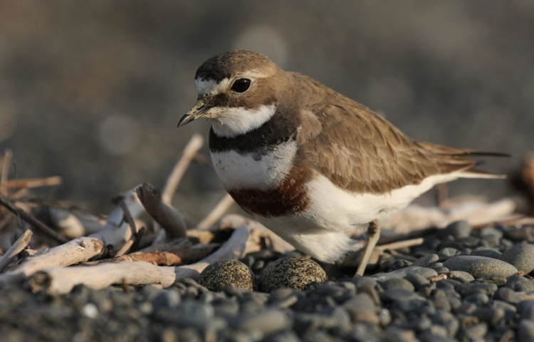 4c681de368d1d6a40efdc145fdef5c0c